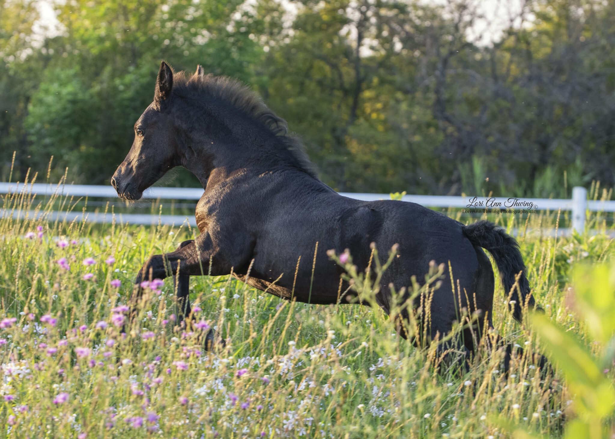 Our Young Horses - Majestic Friesians