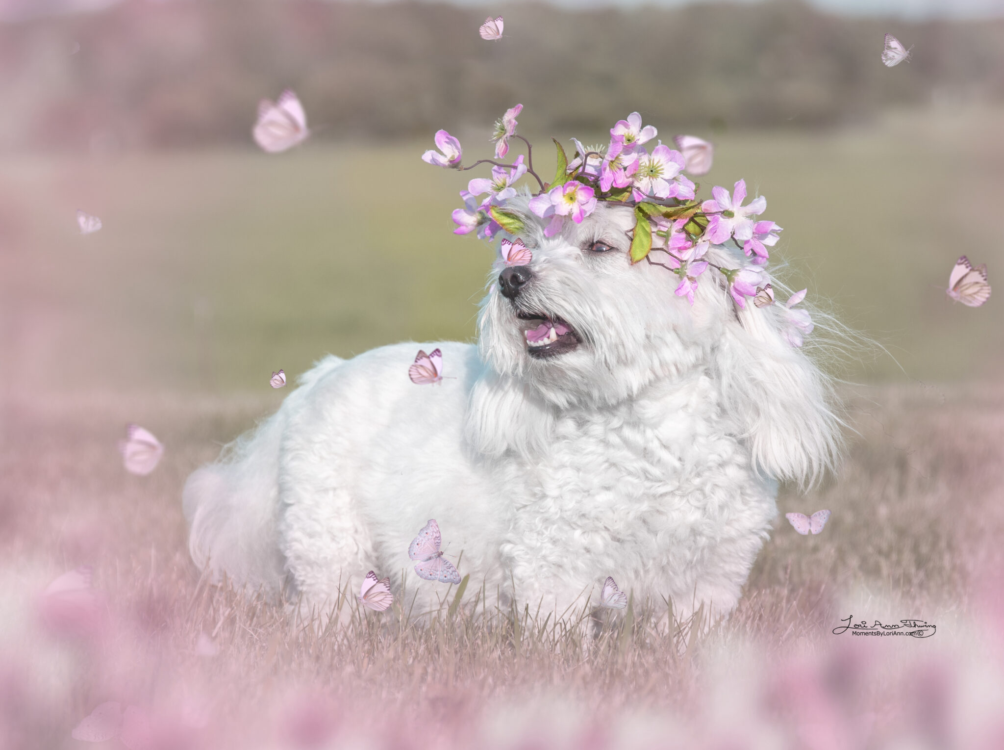 AKC Coton De Tulear Dogs - Majestic Friesians