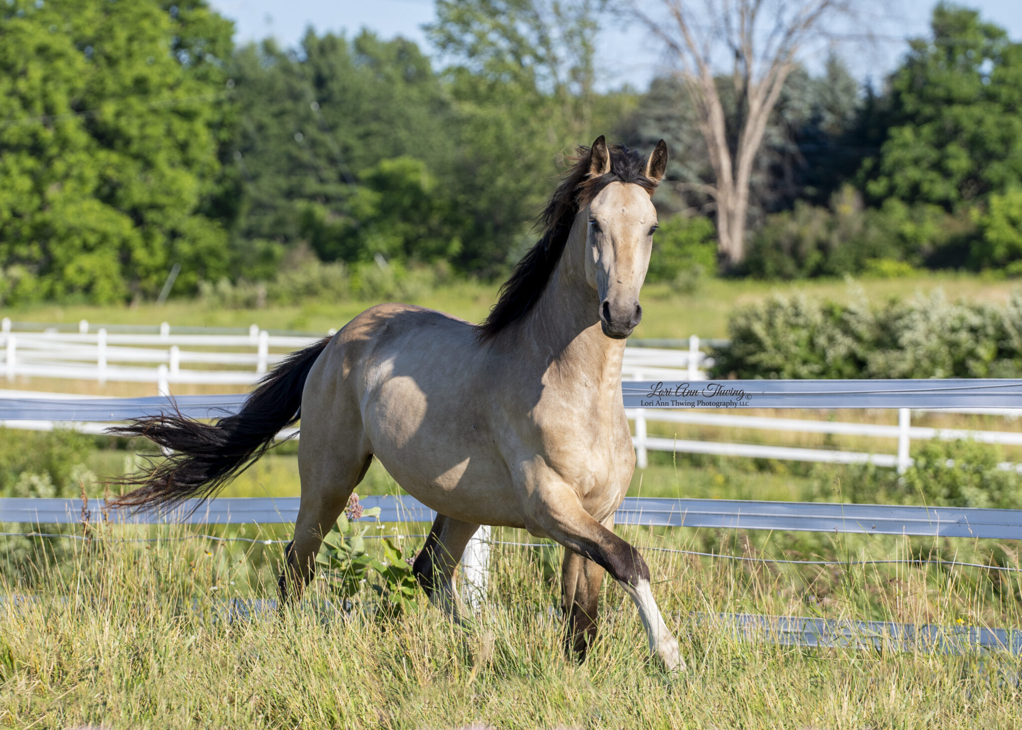 Our Young Horses - Majestic Friesians