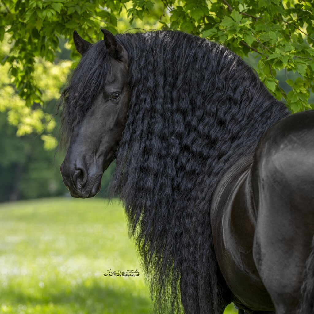 Performance Stallions - Majestic Friesians