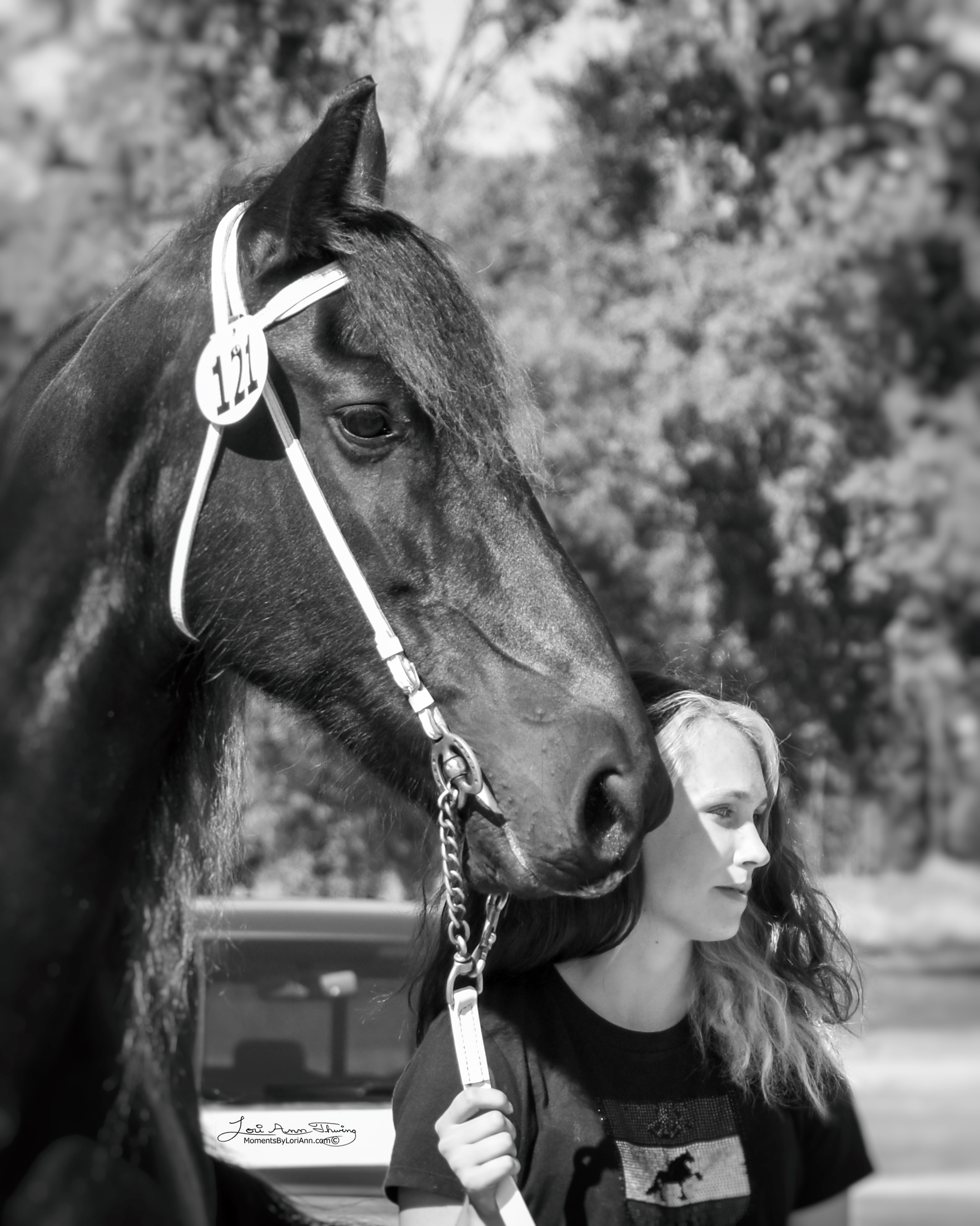 Majestic Friesians Dream Team - Majestic Friesians